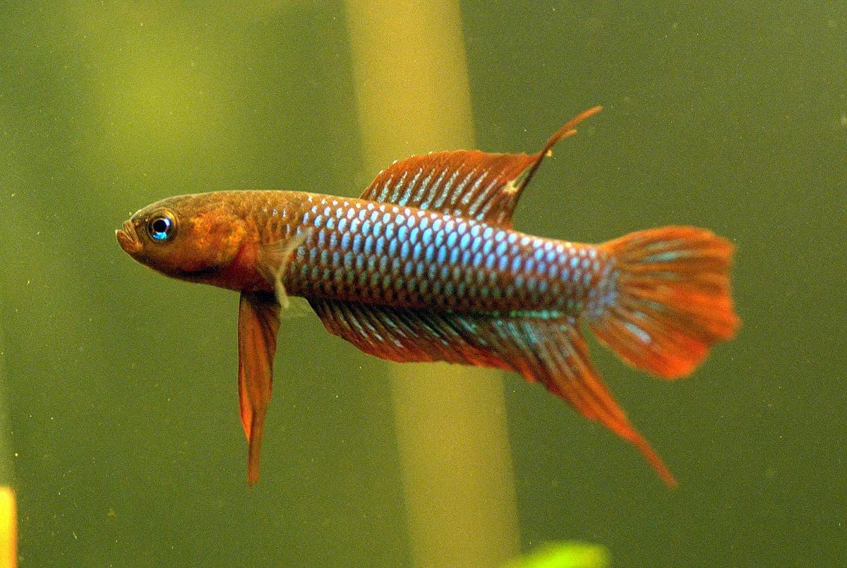 Import/Export wild Betta from Malaysia and Indonesia - Maipenrai Aquarium