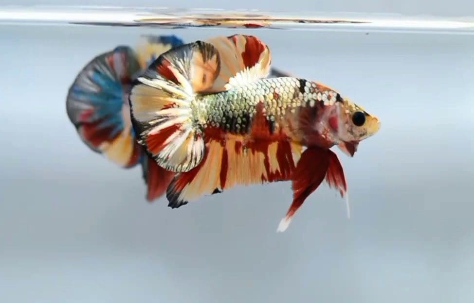 New Betta strains: Metallic - Maipenrai Aquarium