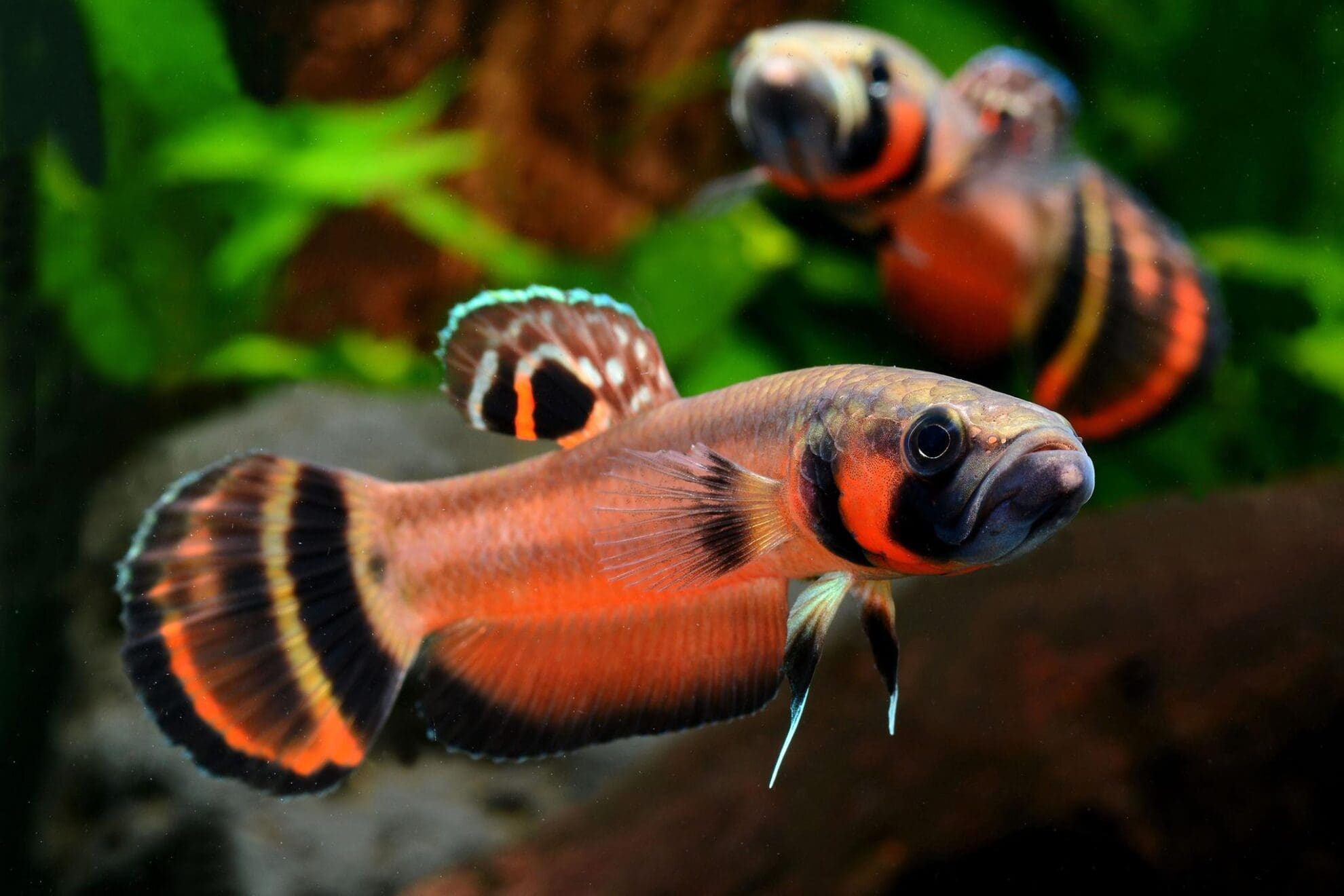 Betta Macrostoma for Sale - Maipenrai Aquarium