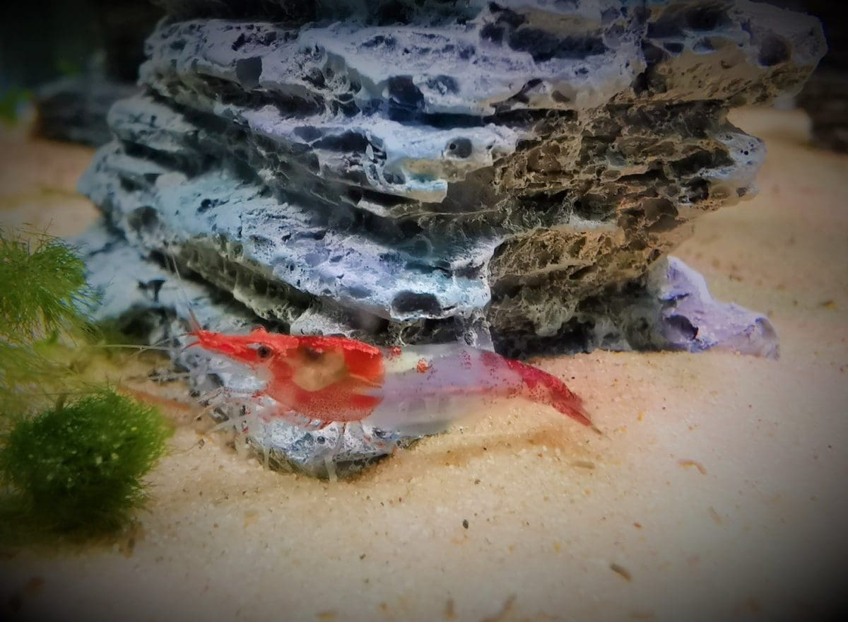 Fresh Water Aquarium Shrimps – Neocaridina genus – – Maipenrai Aquarium