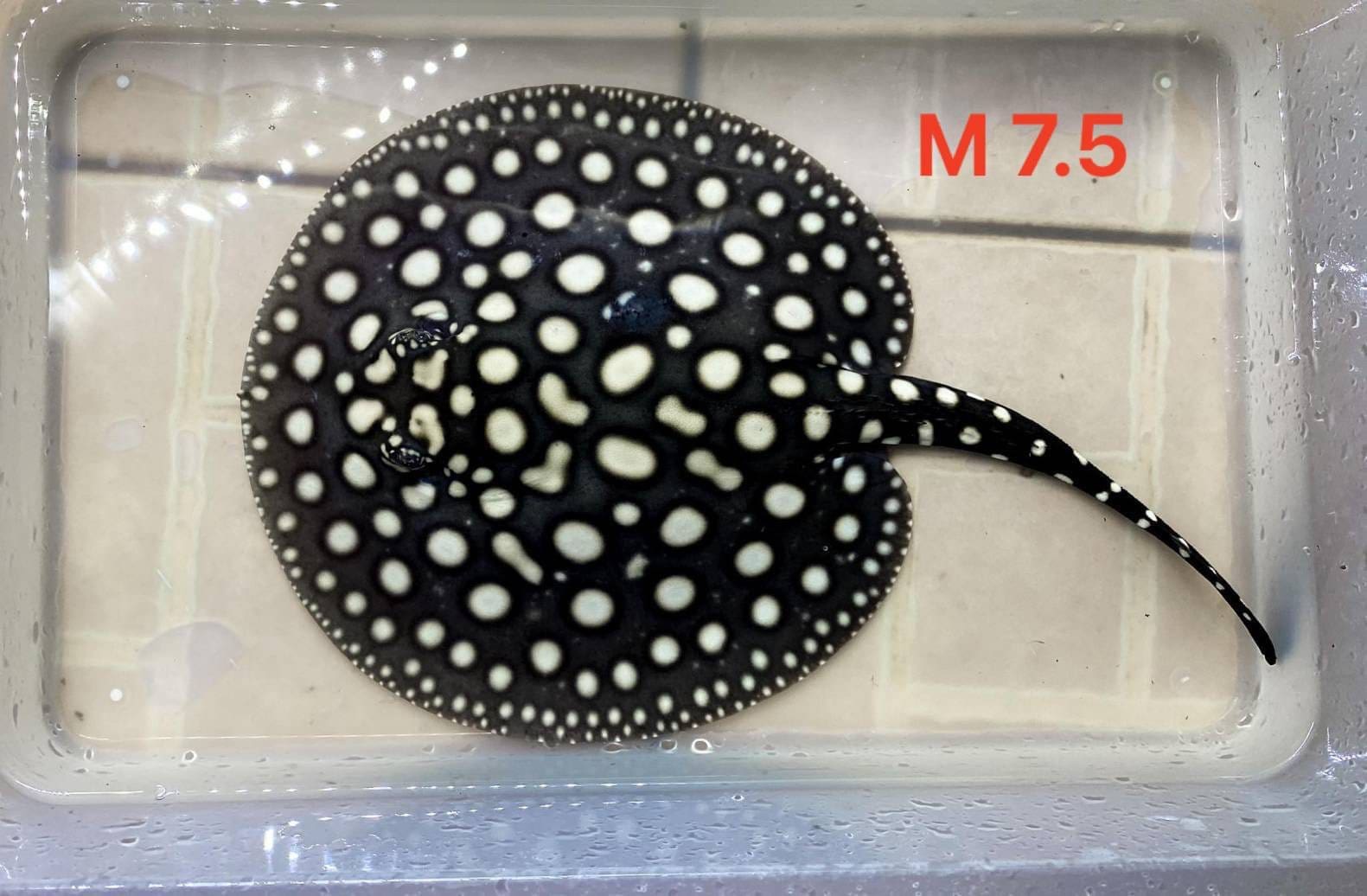Bred freshwater stingray Potamotrygon leopoldi for sale in Thailand ...