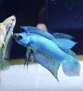 Betta smaragdina for sale in Thailand - Import Emerald Betta ...