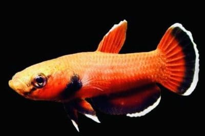 Betta channoides for sale in Thailand - Maipenrai Aquarium