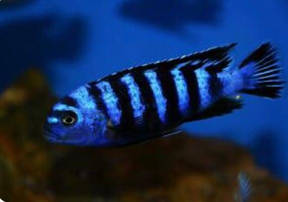 Pseudotropheus demasoni: a stunning fish from Malawi lake - Maipenrai ...