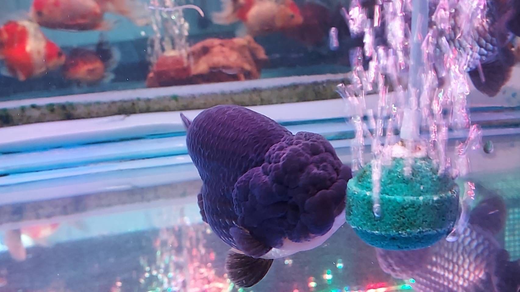 Ranchu High Grade for sale in Thailand - Import/Export Ranchu from ...