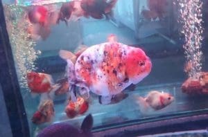 Ranchu High Grade for sale in Thailand - Import/Export Ranchu from ...