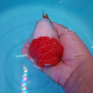 Ranchu High Grade for sale in Thailand - Import/Export Ranchu from ...