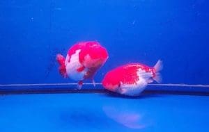 Ranchu High Grade for sale in Thailand - Import/Export Ranchu from ...