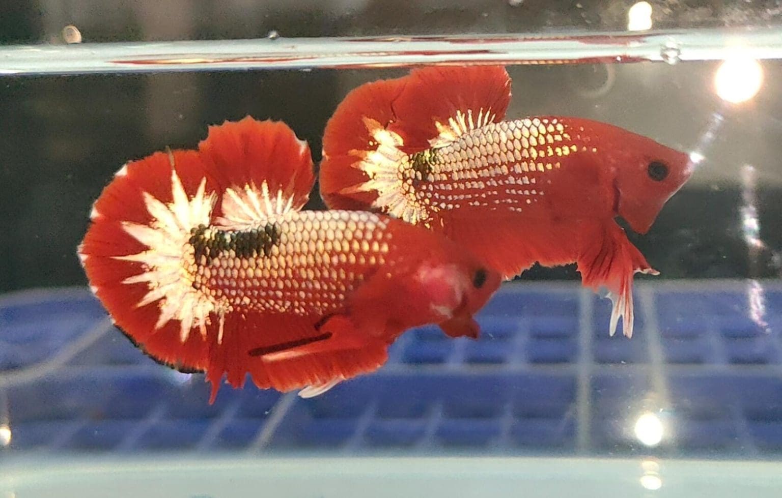 Betta splendens – Hell Boy Star Tail – Maipenrai Aquarium