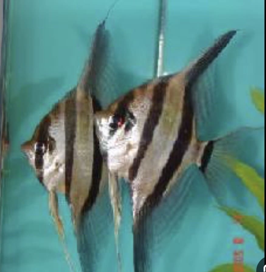 Altum Angelfish - Pterophyllum altum - Maipenrai Aquarium