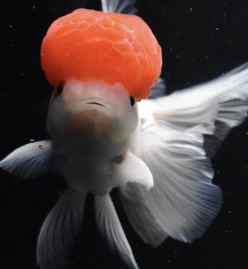 Oranda selected for sale in Thailand - Maipenrai Aquarium