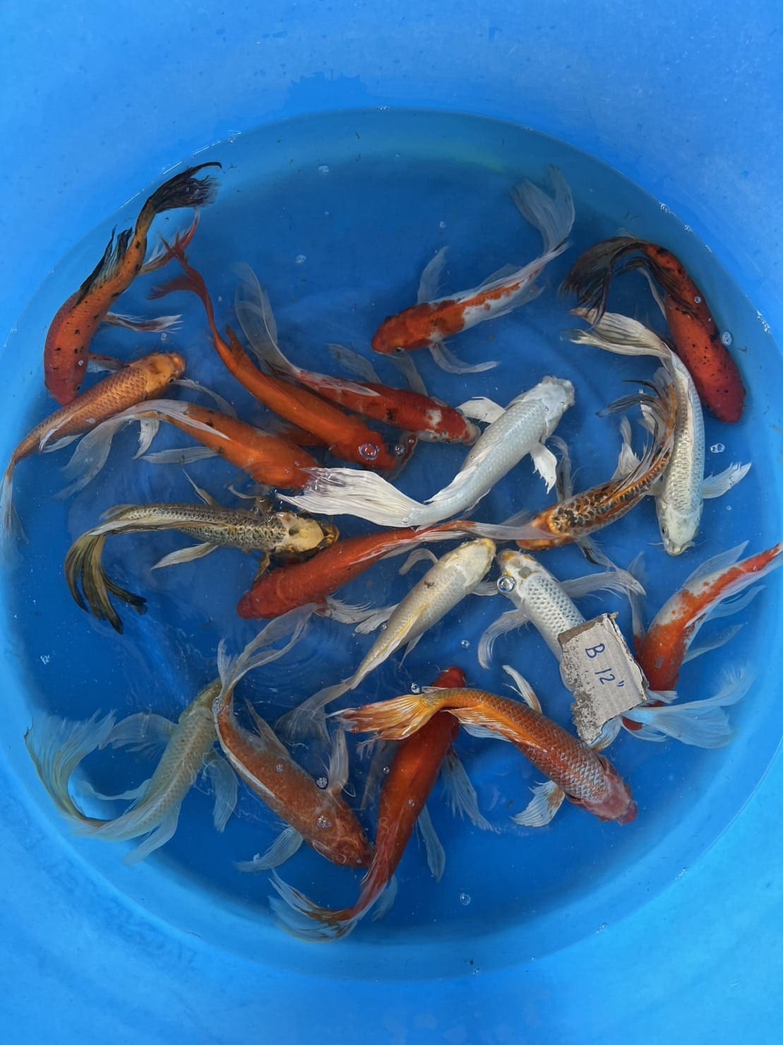 Koi Carp for sell in Thailand - Maipenrai Aquarium