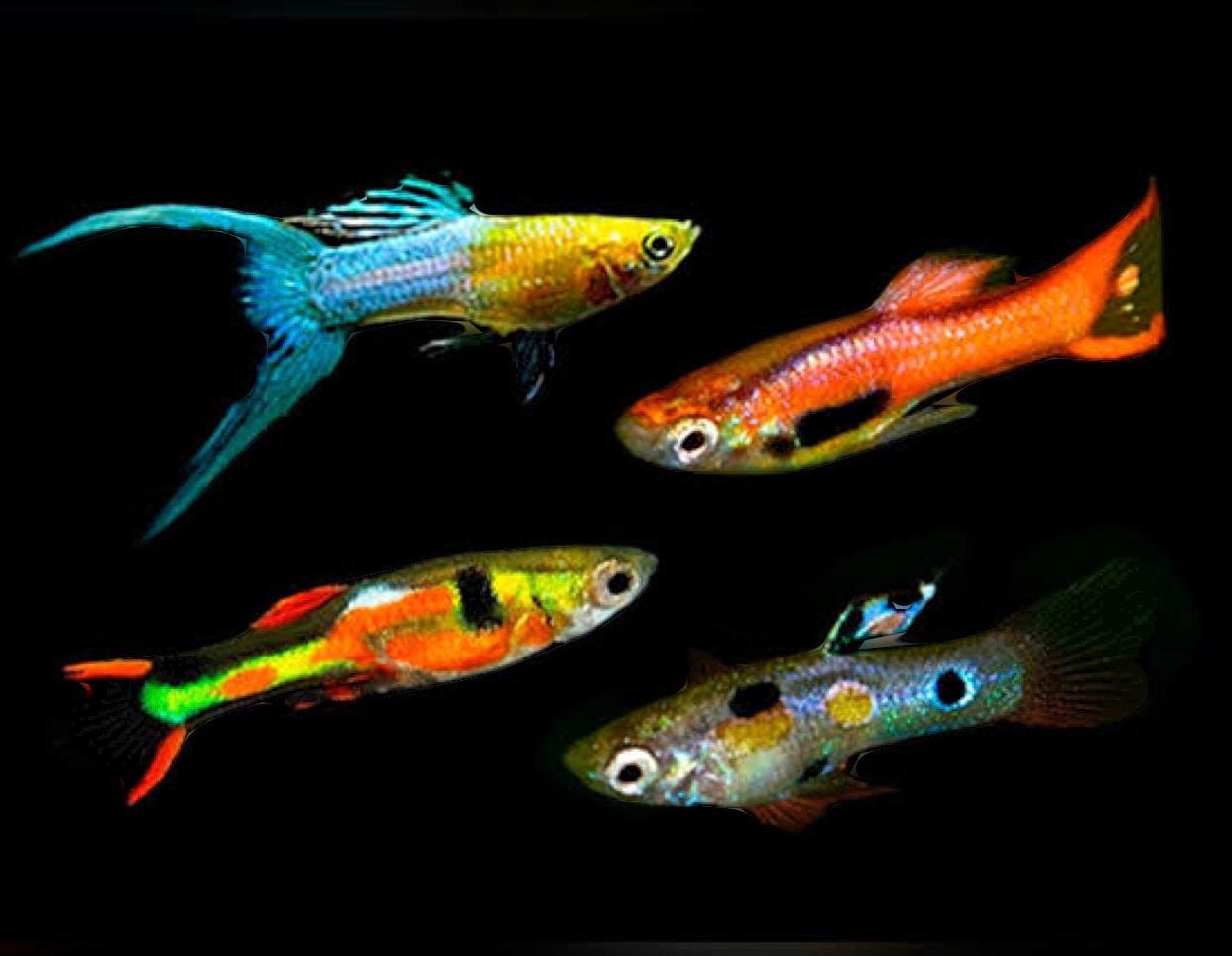 Poecilia wingei (Endler's guppy) for sale in Thailand - Maipenrai Aquarium