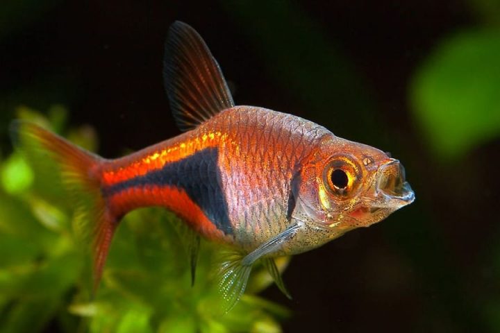 Our stock list – Maipenrai Aquarium