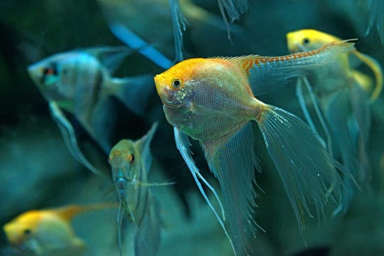 Our stock list - Maipenrai Aquarium