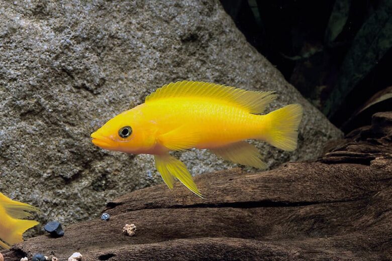 Our stock list – Maipenrai Aquarium