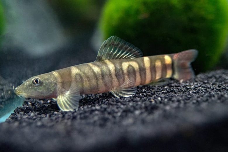 Our stock list - Maipenrai Aquarium